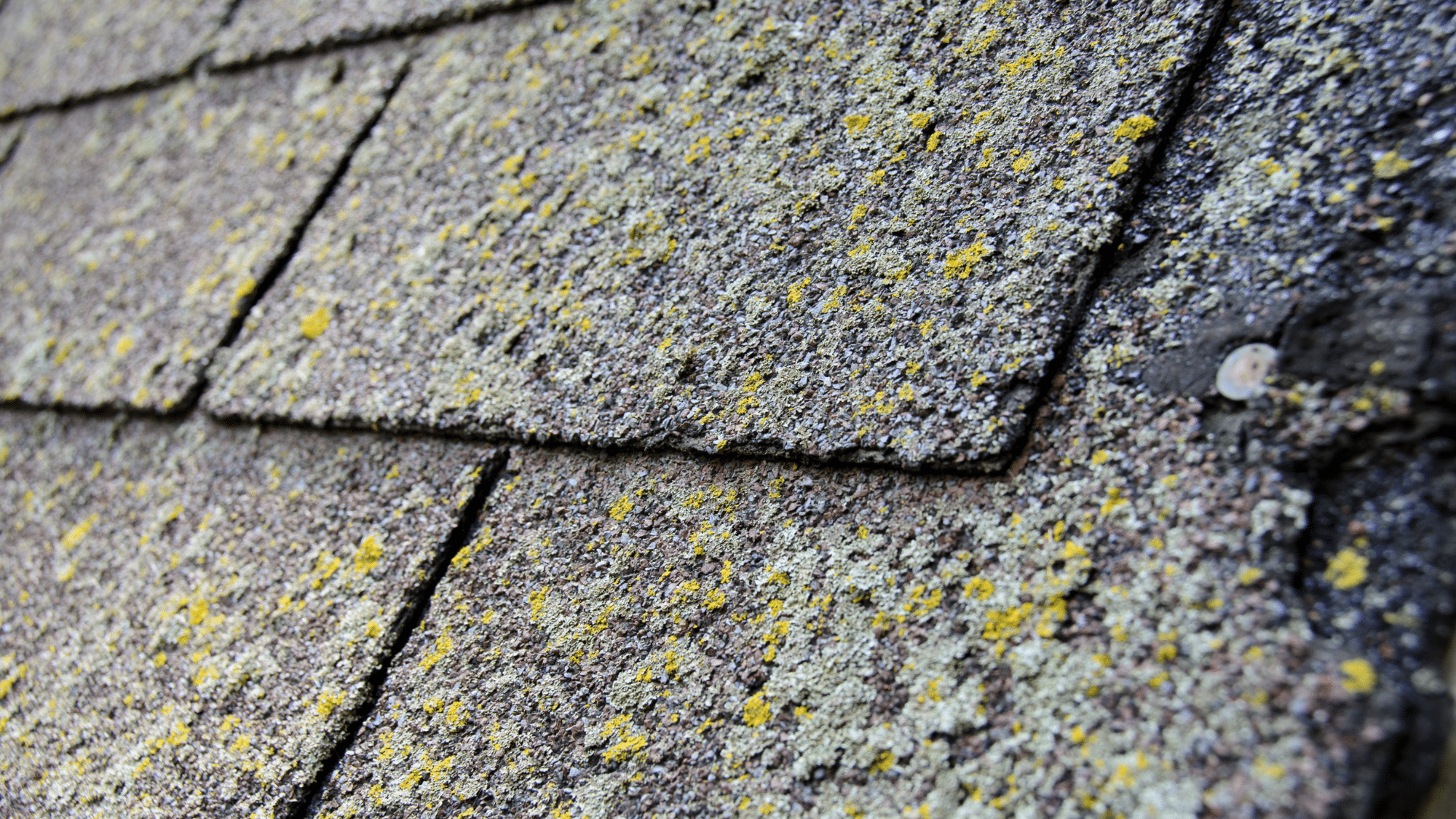 Are CertainTeed Shingles Resistant to Mold and Algae? - Asbury Roofing ...